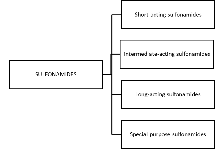 Sulfonamide Drugs: A Comprehensive Guide To Their Uses And Mechanism ...
