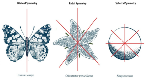 The Beauty of Symmetry: How Nature Follows Mathematical Patterns - IM ...