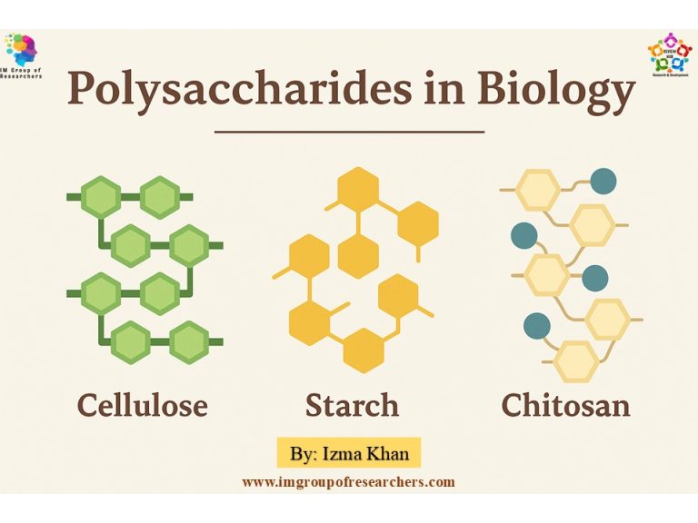 Polysaccharides in Biology: Roles of Cellulose, Starch, and Chitosan ...